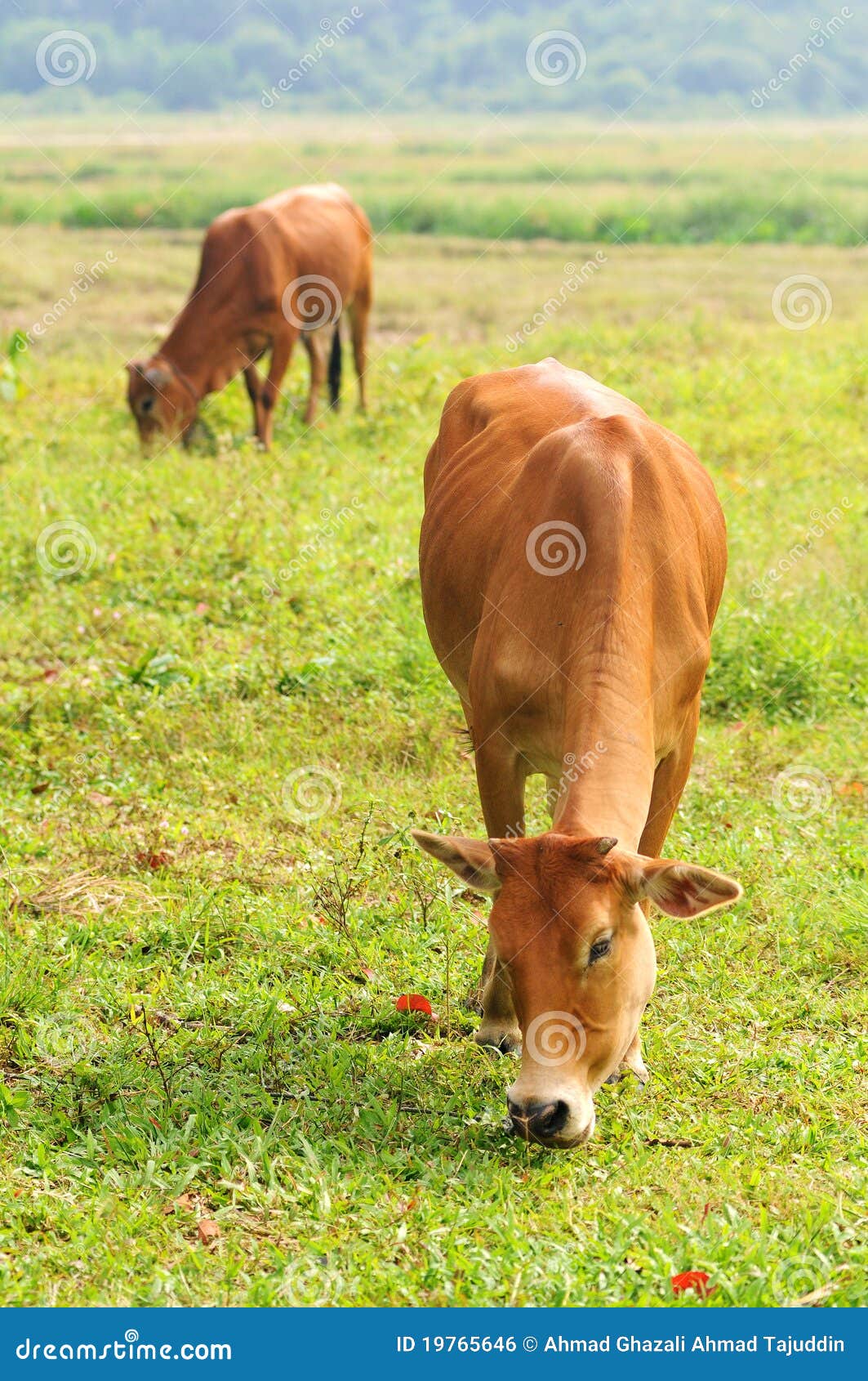 Two cow eat grass stock photo. Image of agriculture, nature - 19765646