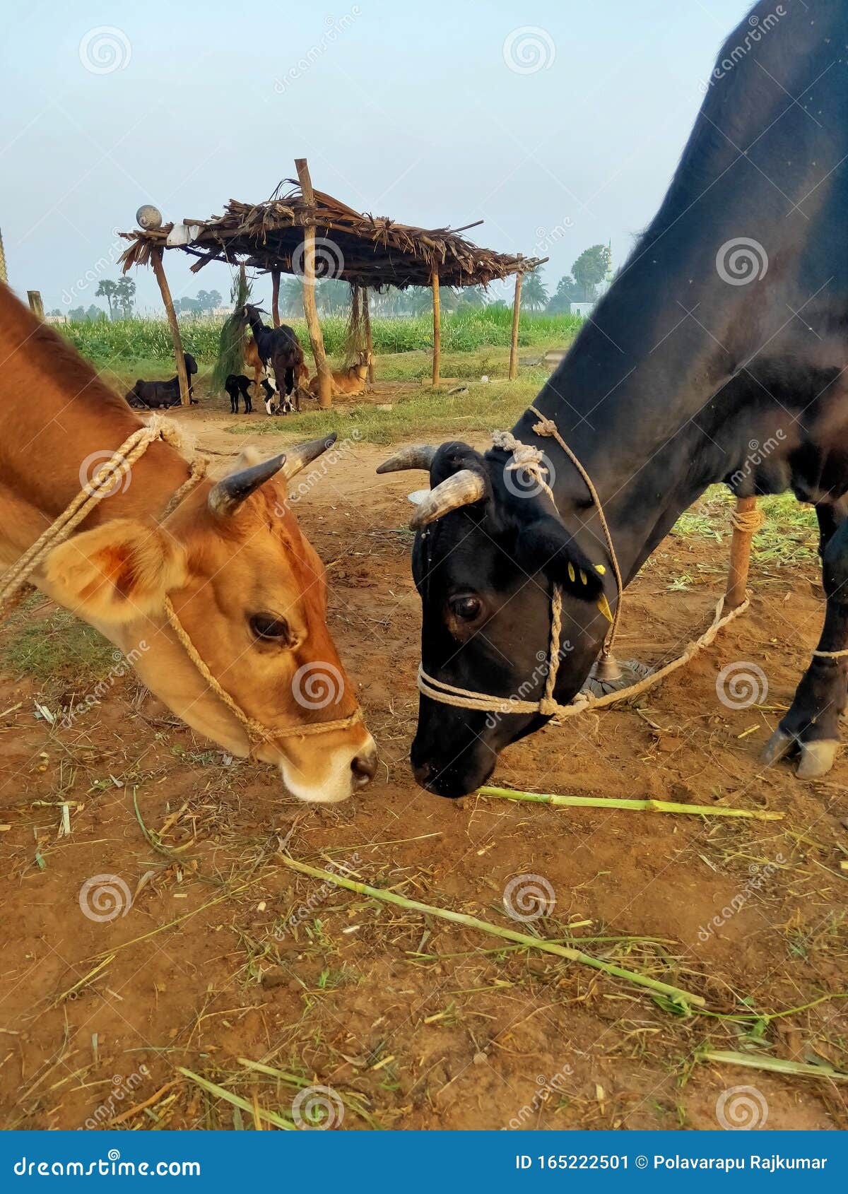 799 Cow Friends Photos - Free & Royalty-Free Stock Photos from Dreamstime
