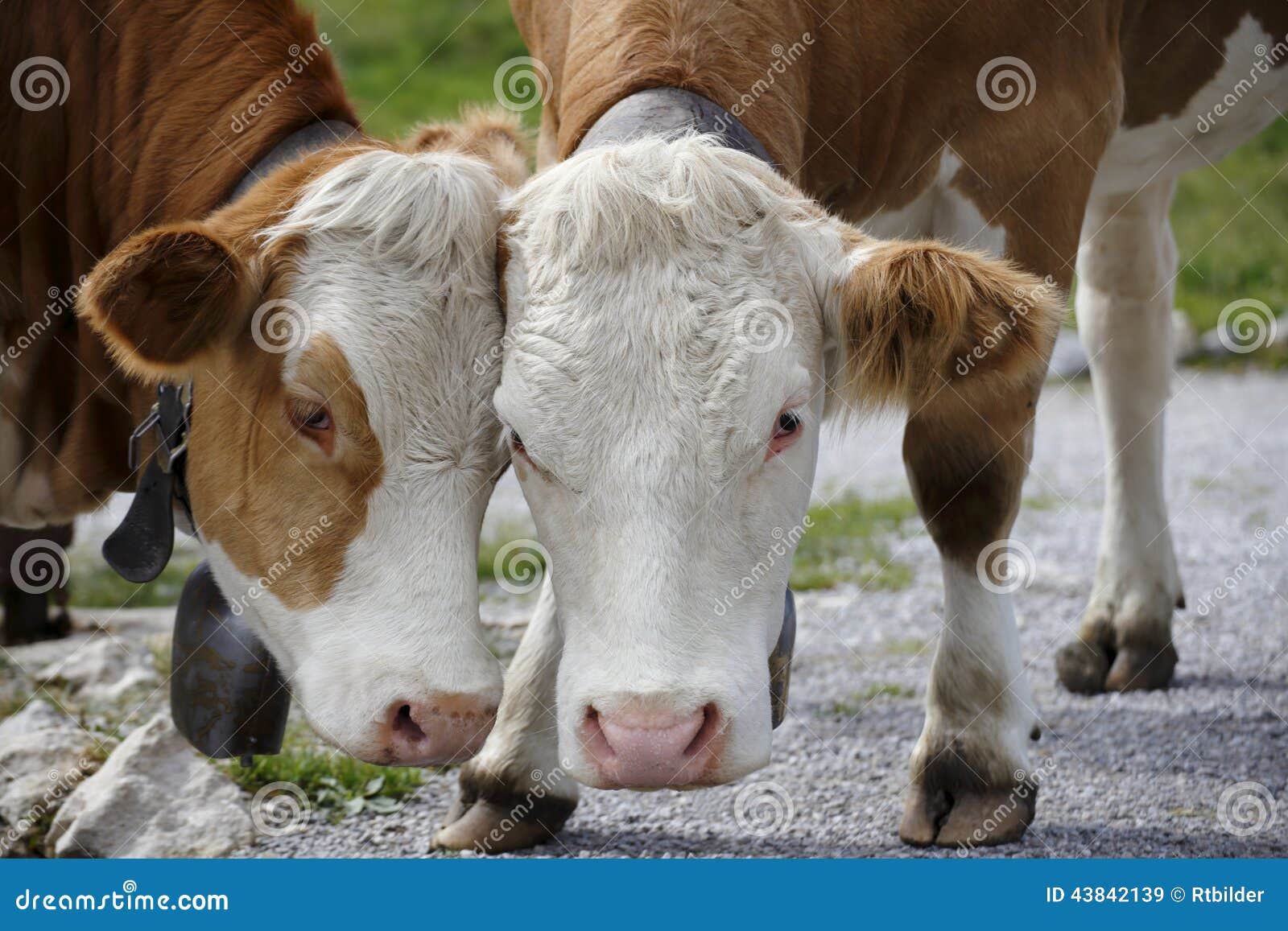 Two cow friends stock image. Image of grazing, beautiful - 43842139