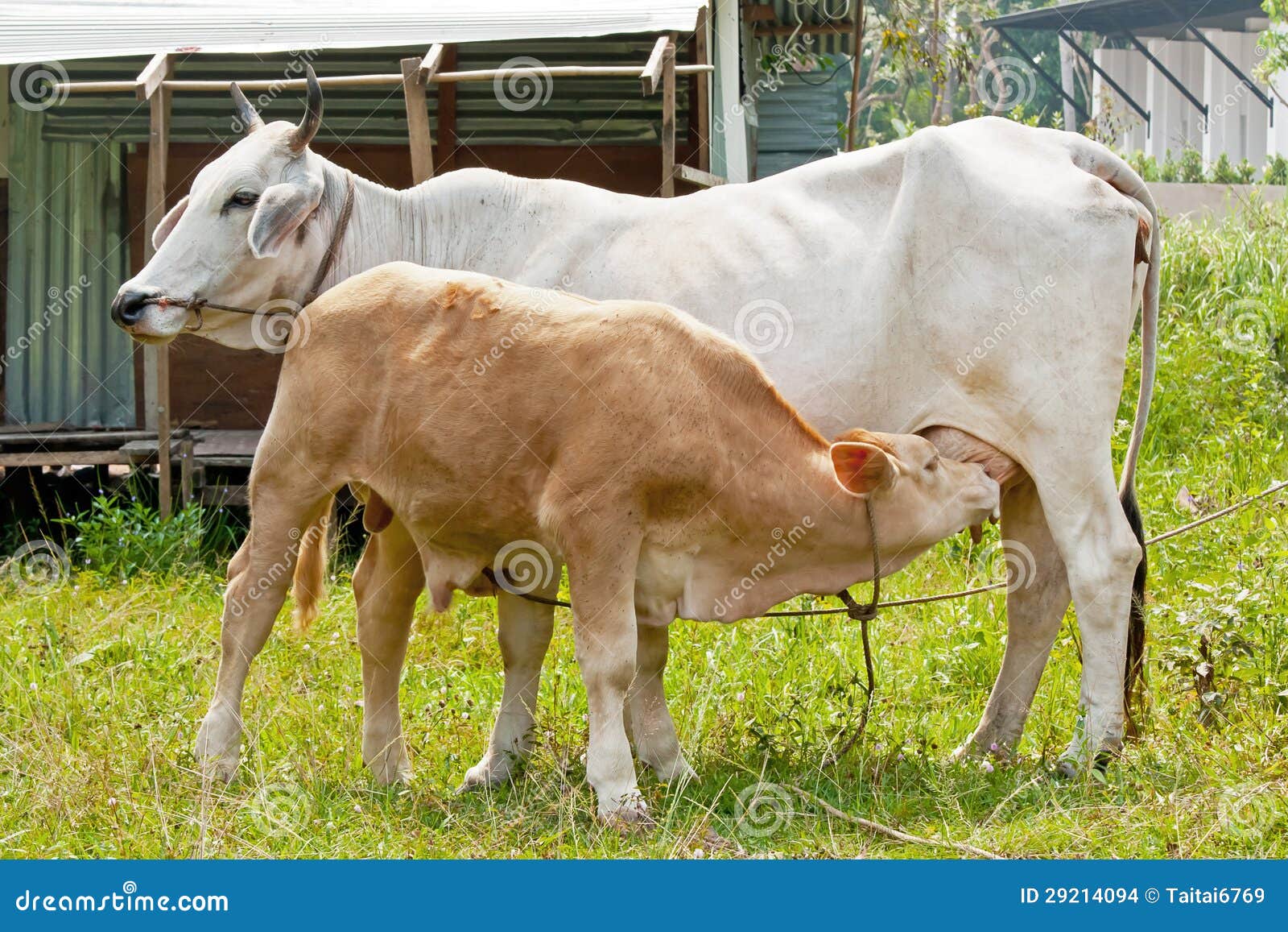 Two cow in a garden stock photo. Image of farmland, livestock - 29214094