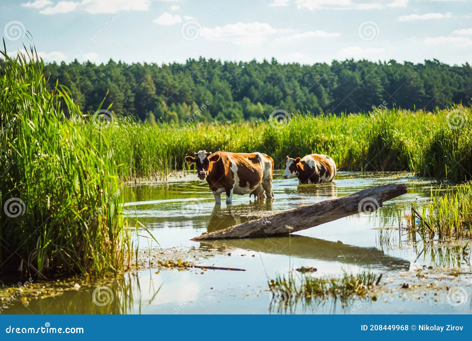 Two Cow are in Swamp. Pasture in Cows Stock Photo - Image of grass ...