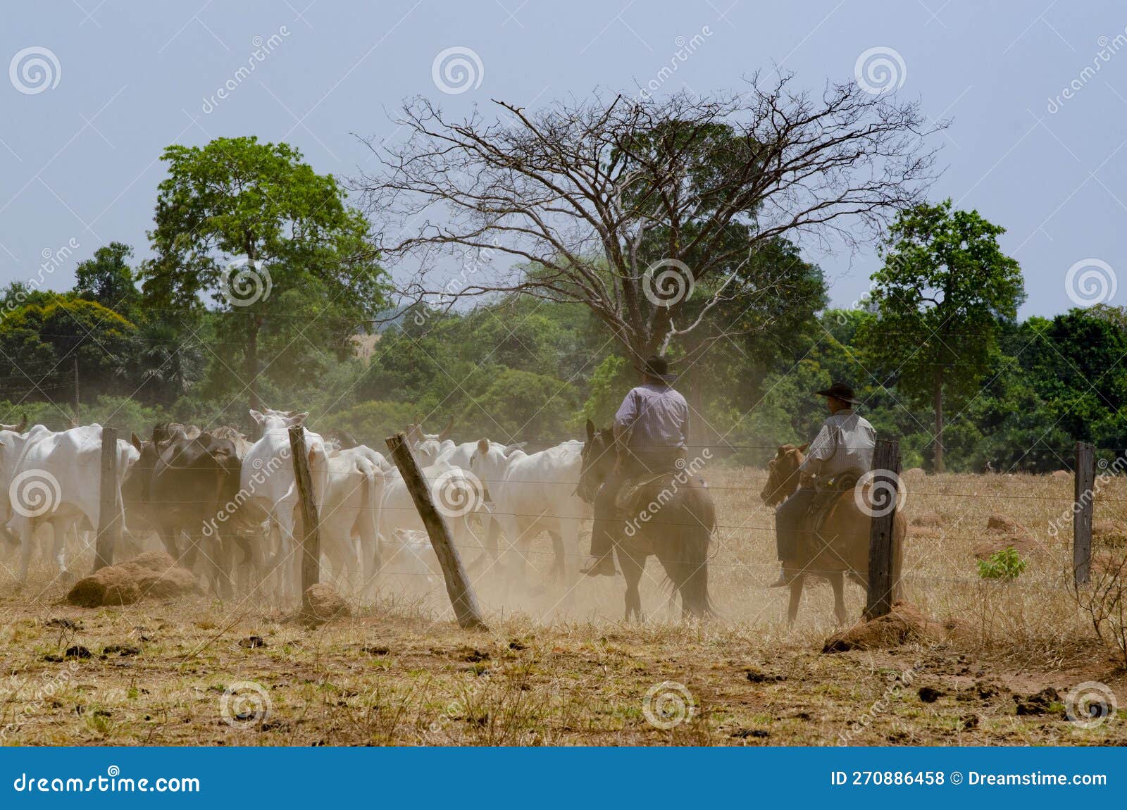 Two Cowboys Camping Cattle in Pasture on Dusty Road Stock Photo - Image ...