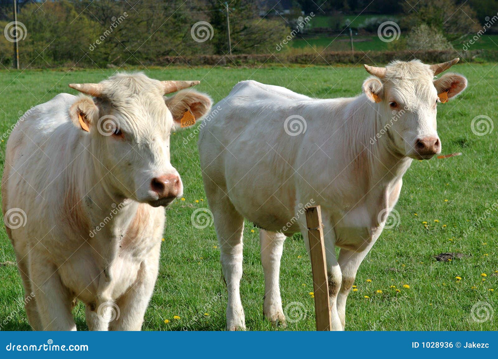 Two cows stock photo. Image of herd, bull, nature, landscape - 1028936