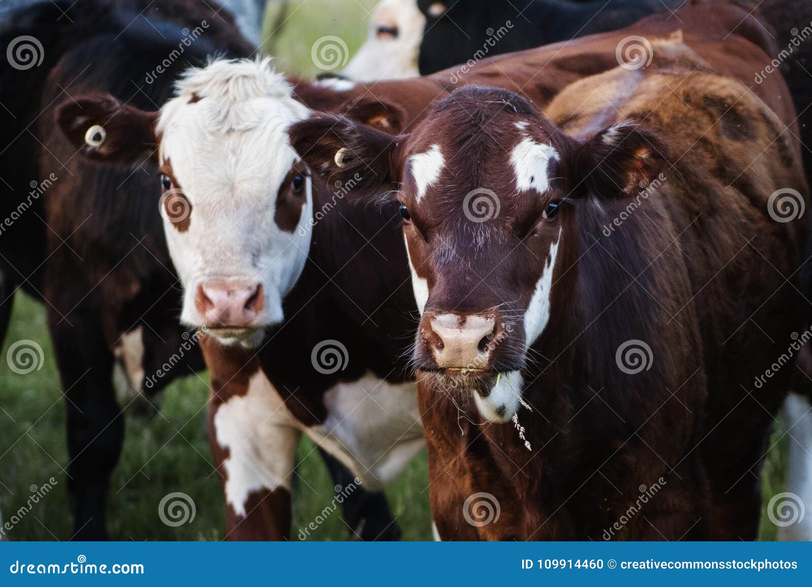 Two Cows Picture. Image: 109914460