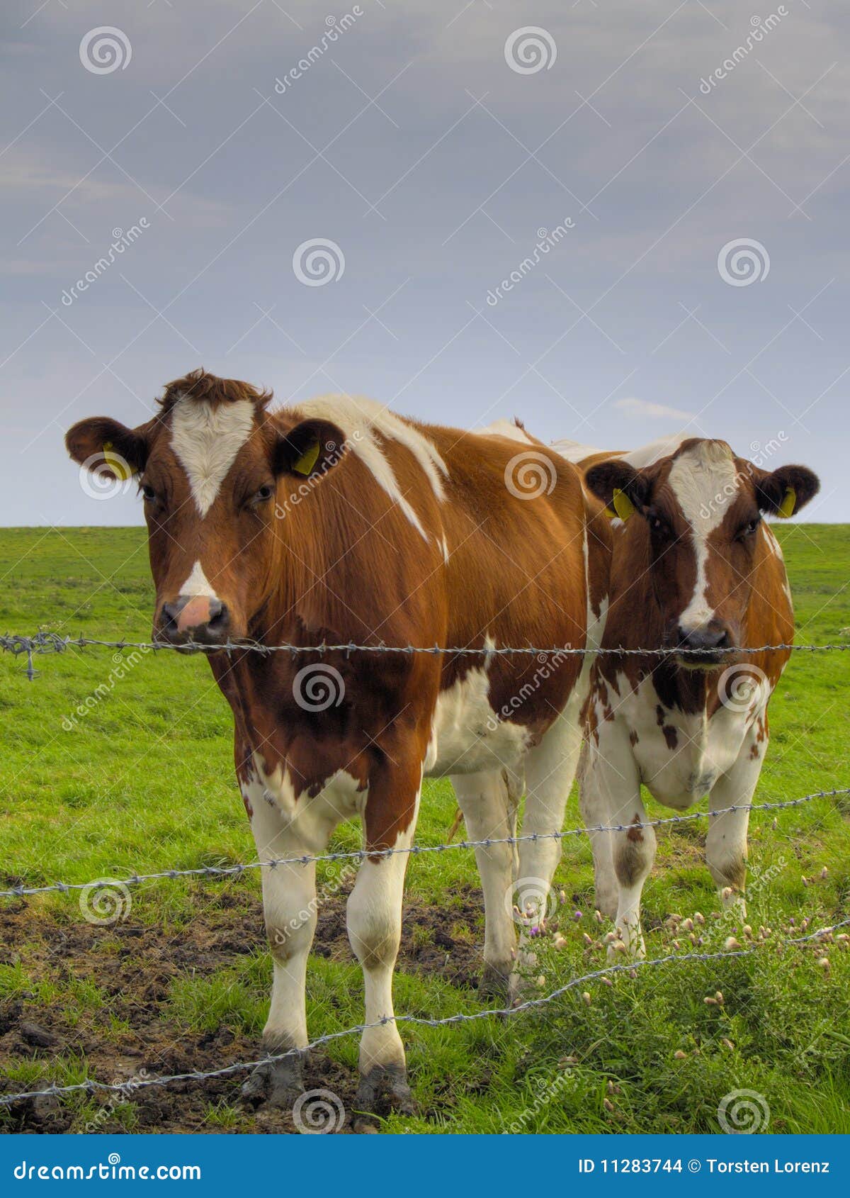 Two cows stock photo. Image of farming, cows, herd, grazing - 11283744