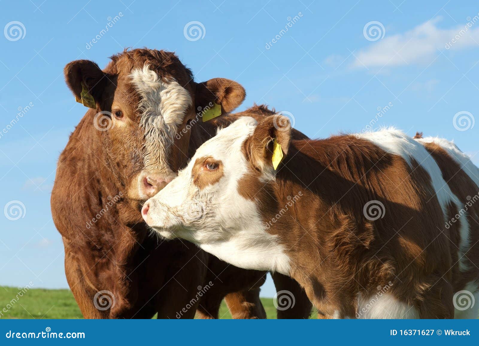 Two cows stock image. Image of toed, summer, young, agriculture - 16371627