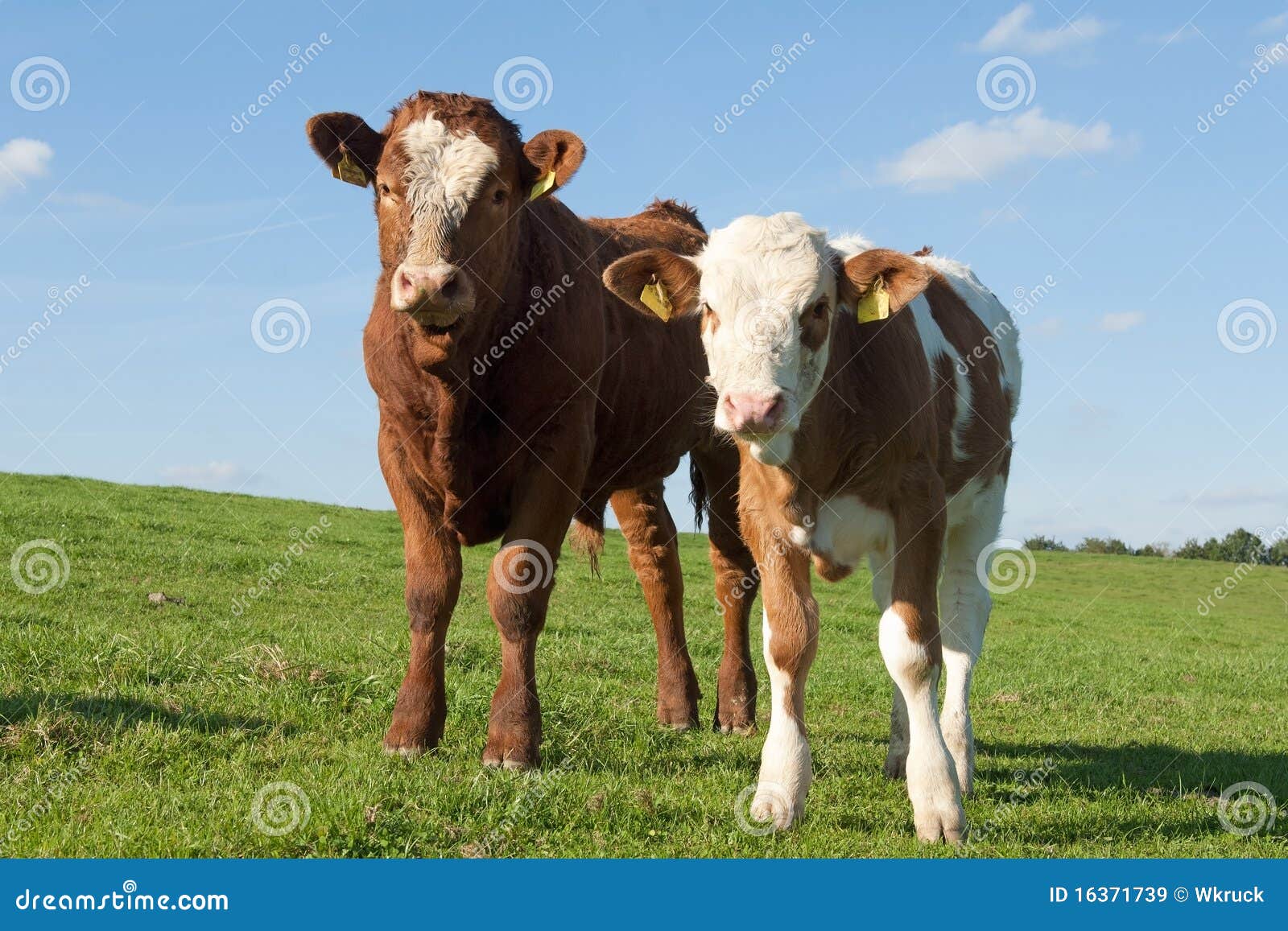 Two cows stock image. Image of curiosity, ruminant, animal - 16371739