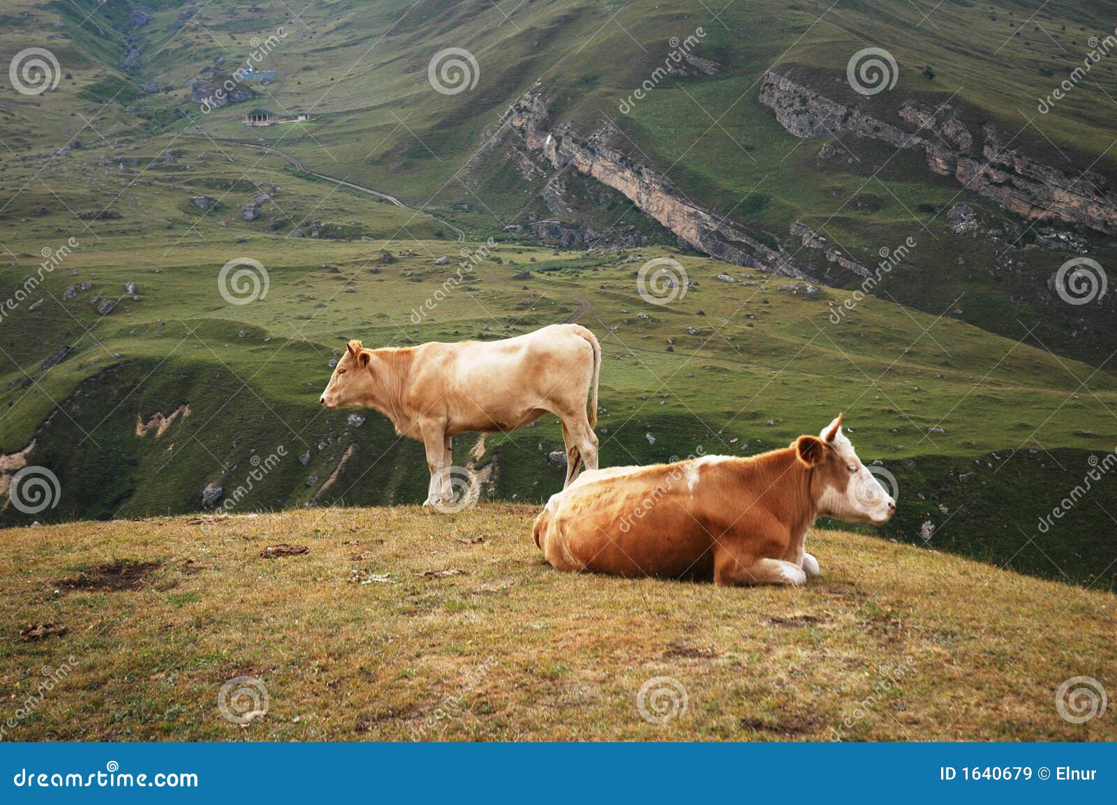 Two cows stock image. Image of farming, milk, hill, brown - 1640679