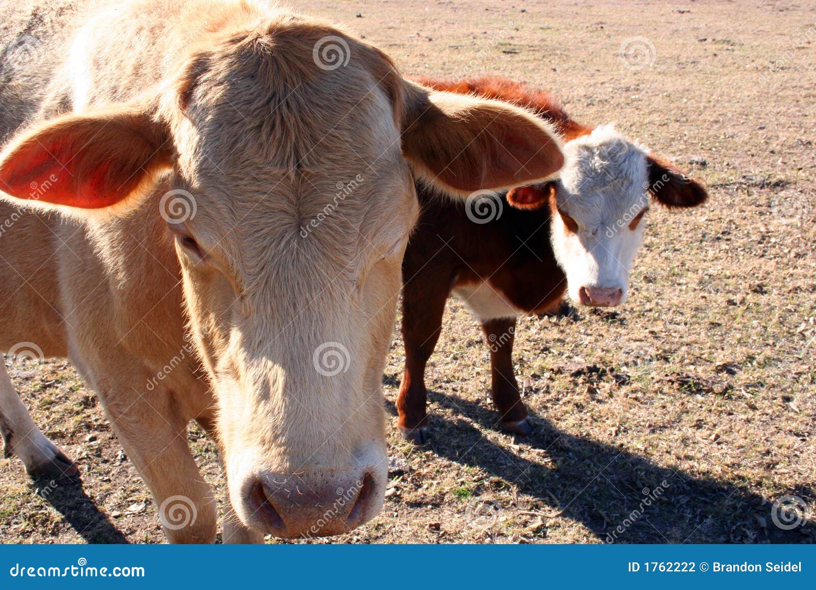 Two Cows stock photo. Image of close, bovine, countryside - 1762222