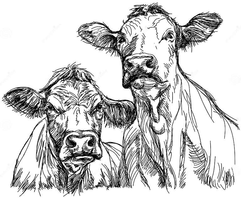 Two cows stock vector. Illustration of healthy, beauty - 17897880