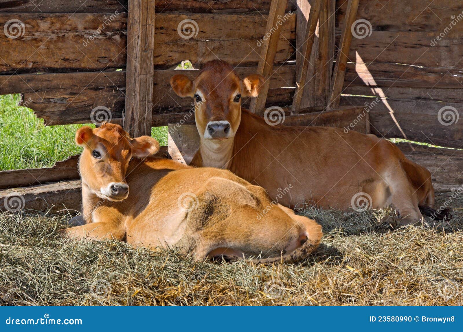 Two Cows stock photo. Image of mother, barn, straw, agriculture - 23580990