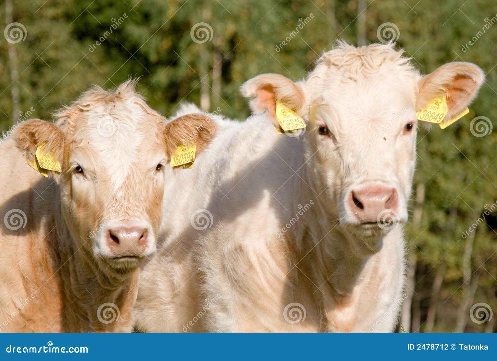 Two Cows Royalty-Free Stock Image | CartoonDealer.com #2478712