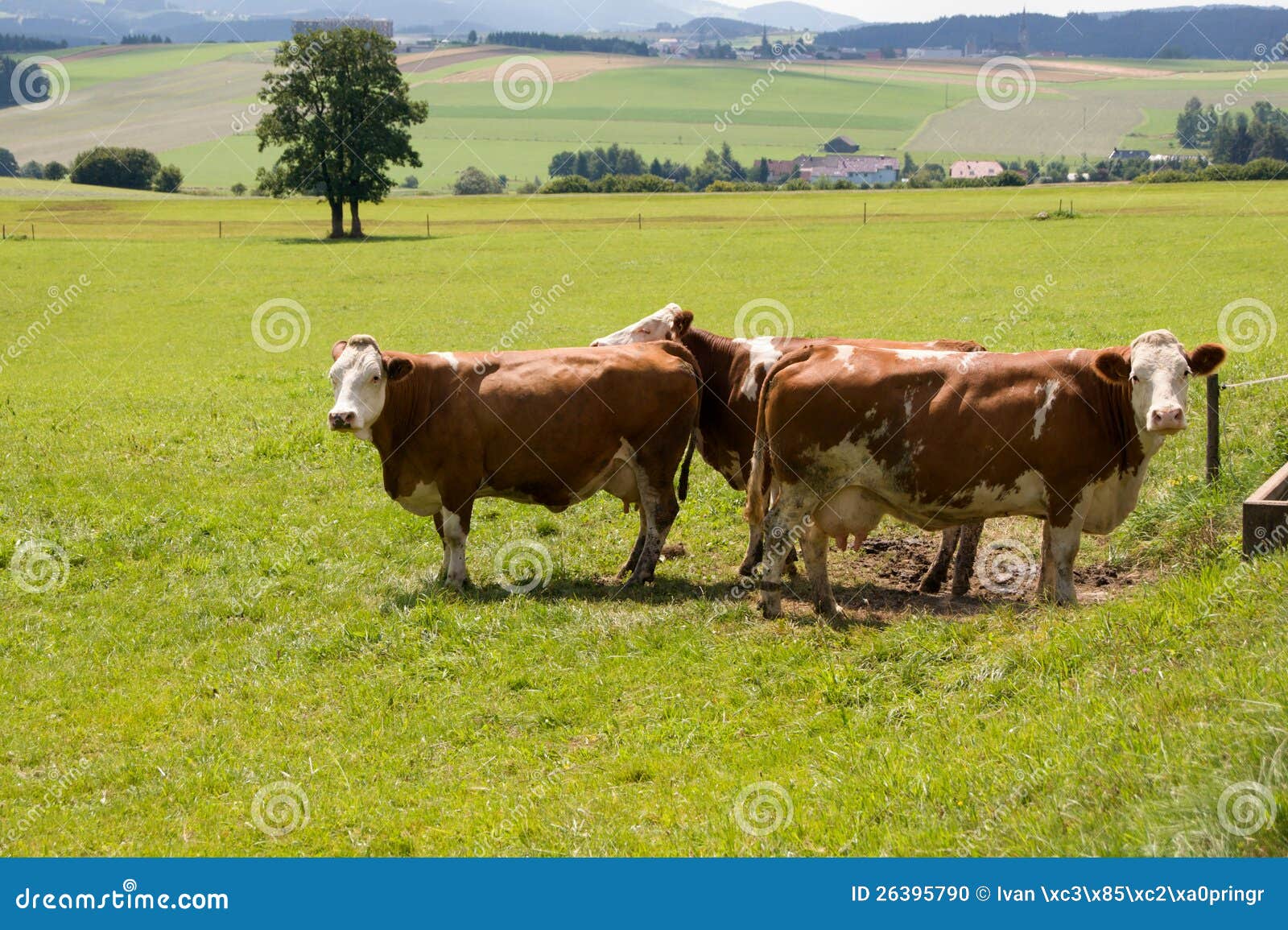 Two Cows Grazing on a Family Farm in the Meadow Stock Photo - Image of ...
