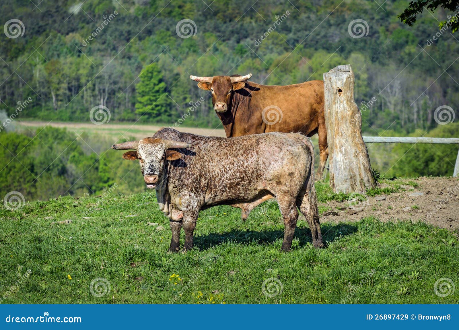 Two Cows stock image. Image of meadow, husbandry, grazing - 26897429