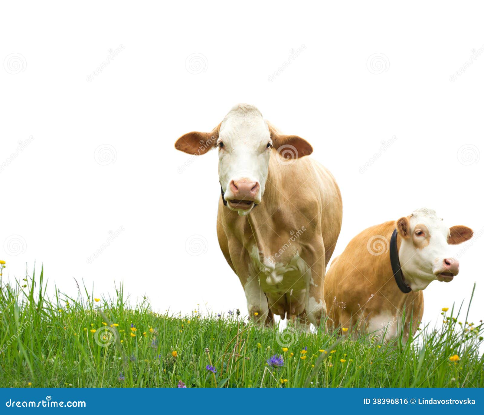 Two cows stock photo. Image of herbage, feed, field, farming - 38396816