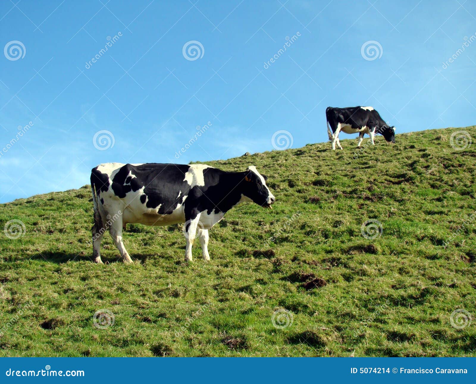 Two cows stock photo. Image of blue, outdoor, black, green - 5074214