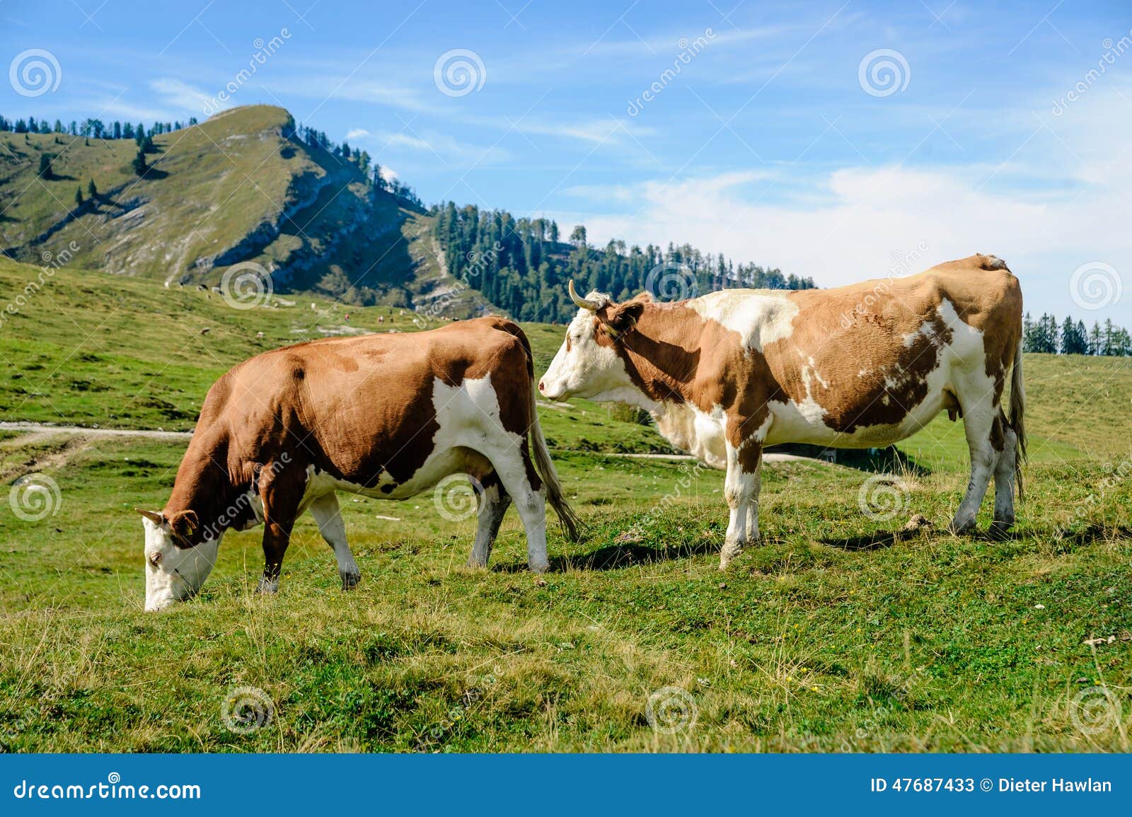 Two Cows in the Austrian Alps Stock Image - Image of blue, peaceful ...
