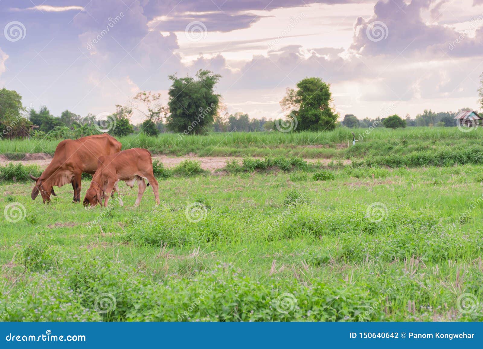 Cows. The Baby Cow Is Playing With The Mother Cow. Herbivorous Animals ...
