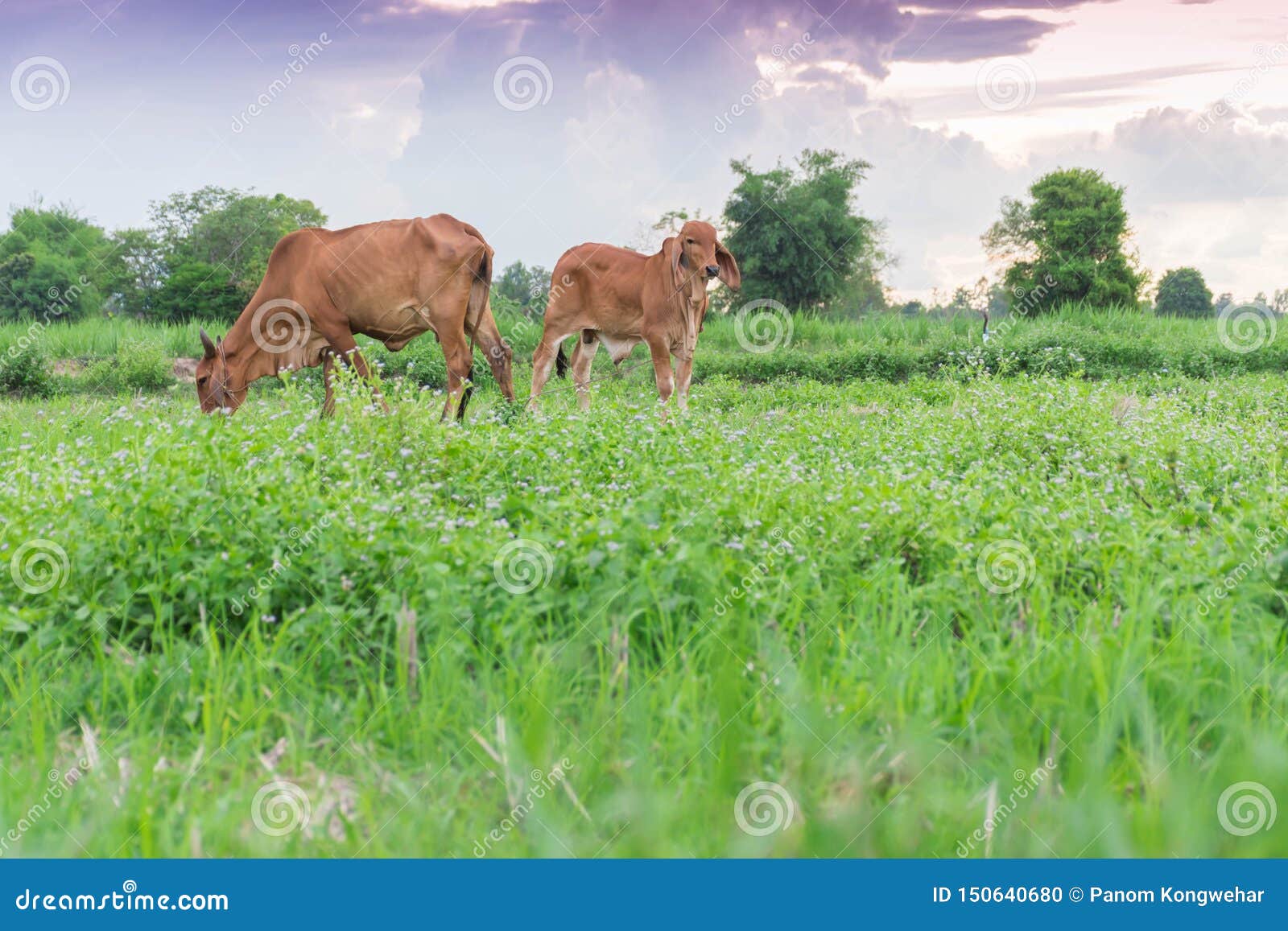 Cows. The Baby Cow Is Playing With The Mother Cow. Herbivorous Animals ...