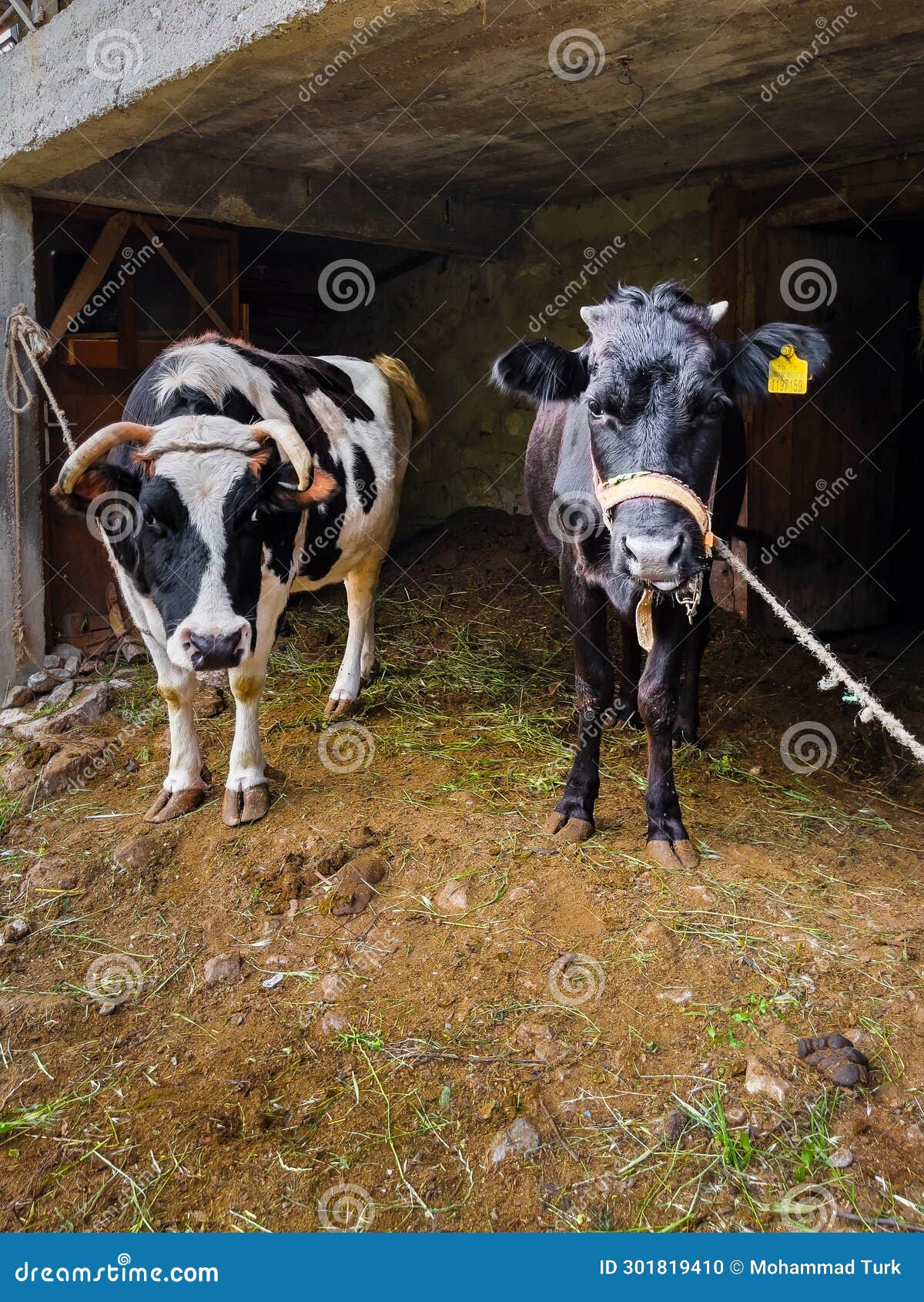 Two Cows in a Barn in a Village Stock Photo - Image of enjoyment ...