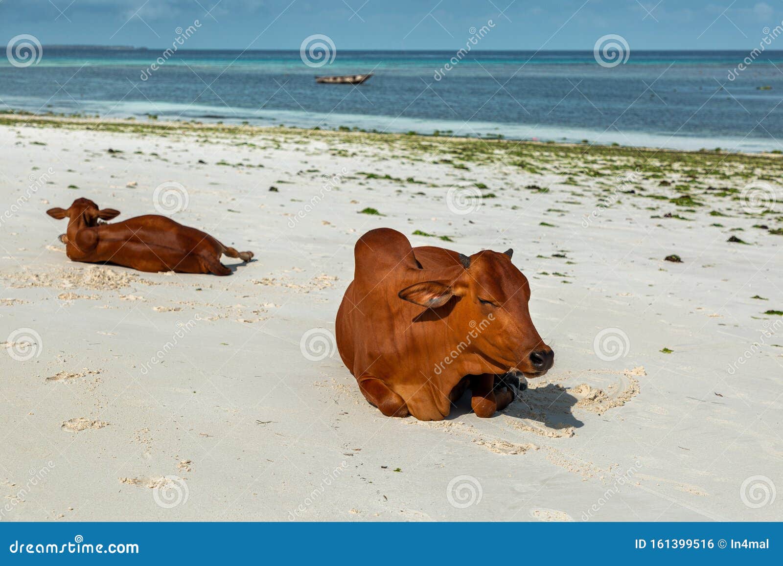 Cows On The Beach In India, Cows Resting On A Beach In Goa. Holy Indian ...