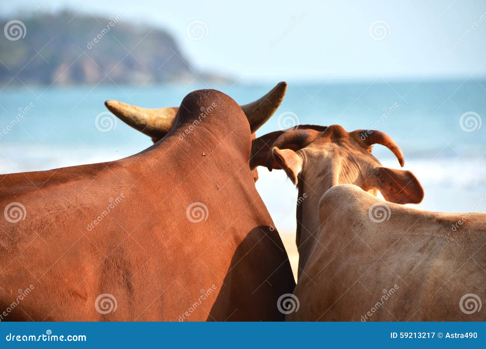 Cows On The Beach In India, Cows Resting On A Beach In Goa. Holy Indian ...