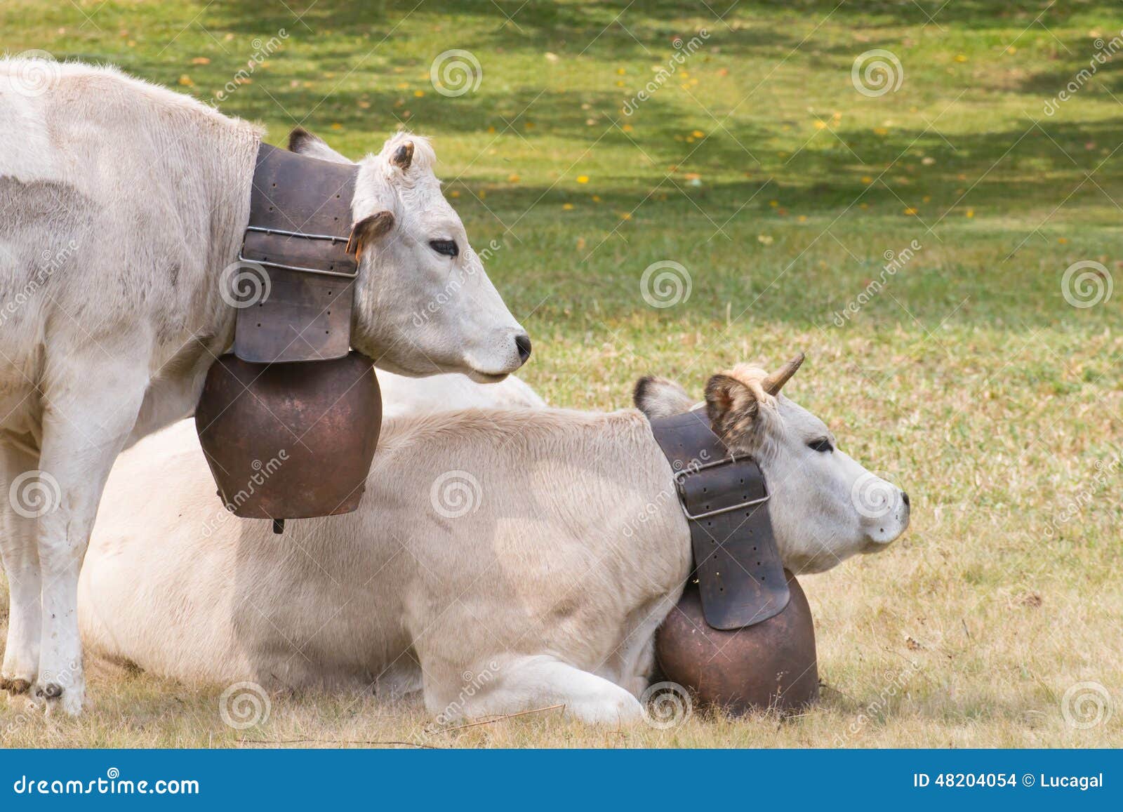 Two Cows with Big Bells Resting on the Grass Stock Photo - Image of ...