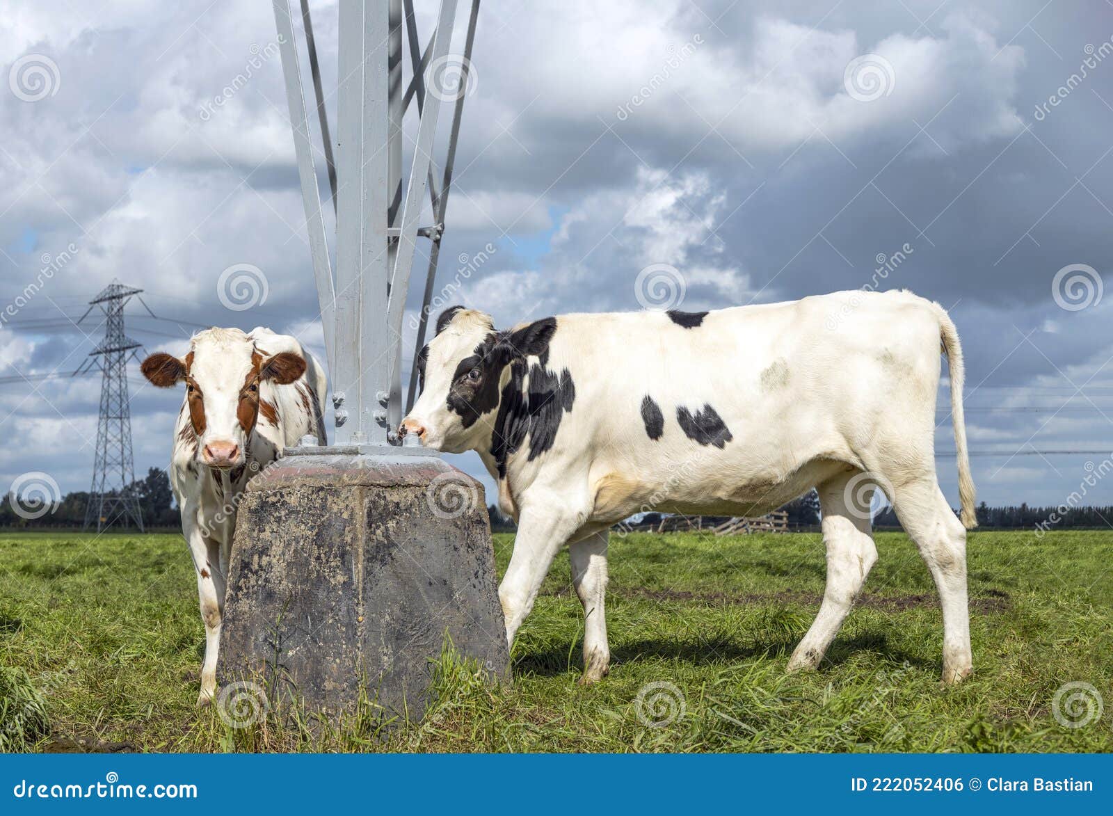 Two Cows at the Bottom of an Electricity Pole on a Cloudy Day in a ...