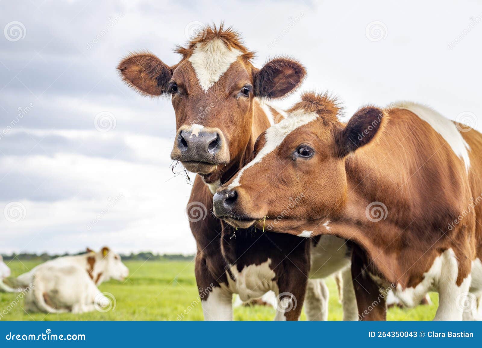 Two Cows, Couple Heads Together Looking, Red and White, in Front View ...