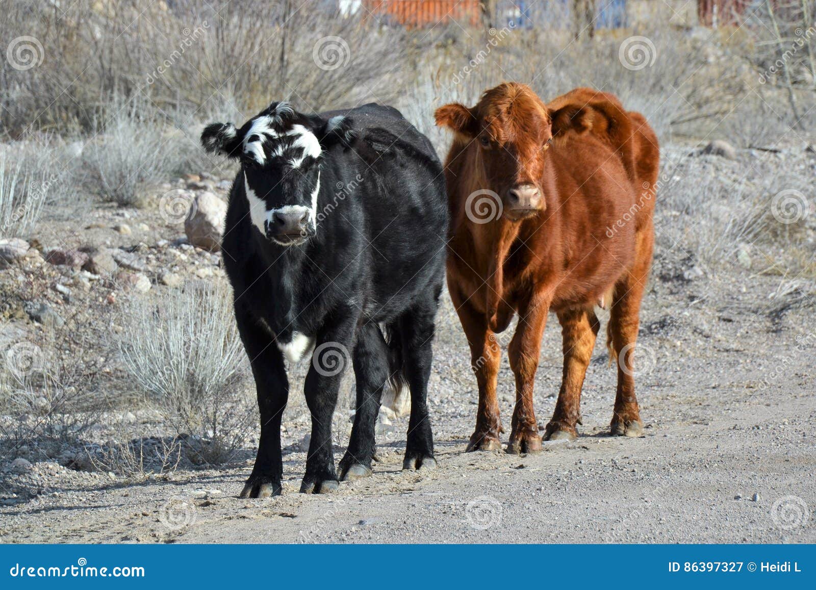Two Cows stock image. Image of summer, spot, look, desert - 86397327