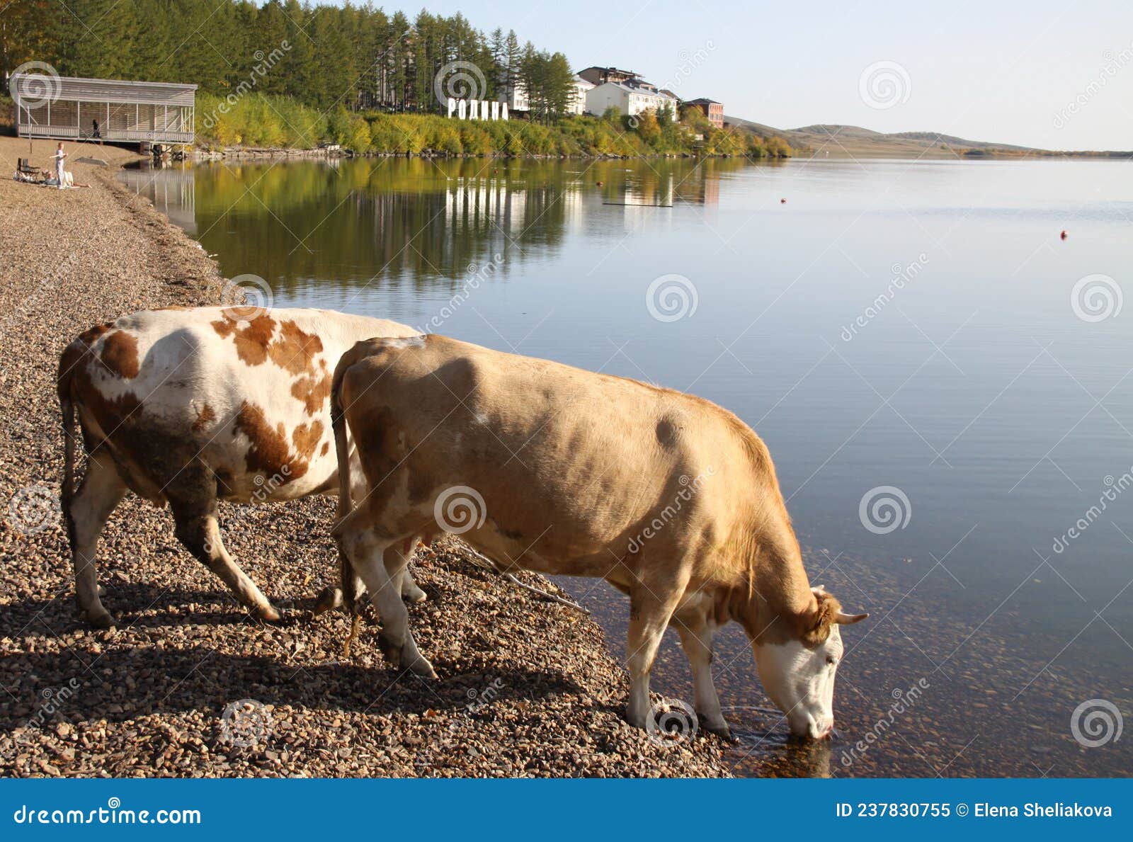 Red cows on a lake beach stock image. Image of green - 237830755