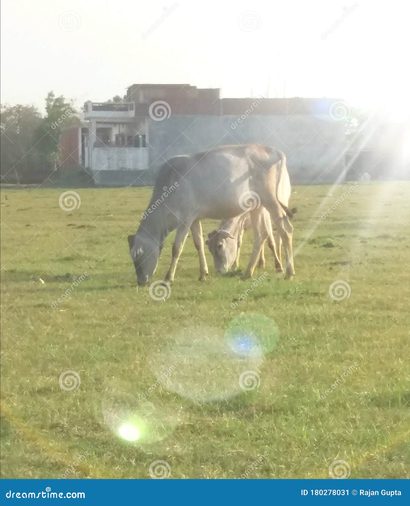 Two Cows Eat in Ground and Sunlight Reflecation in the Earth Stock ...