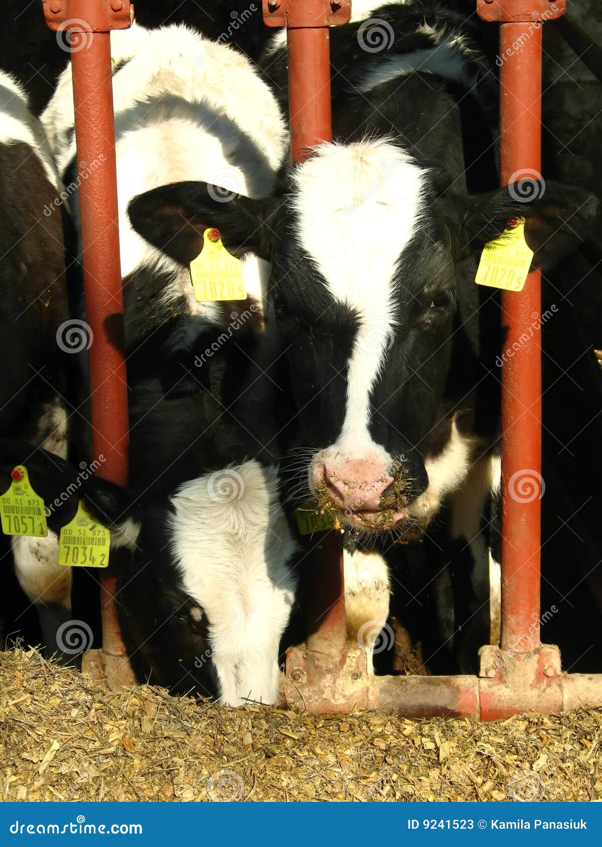 Two cows eating fodder stock image. Image of agriculture - 9241523