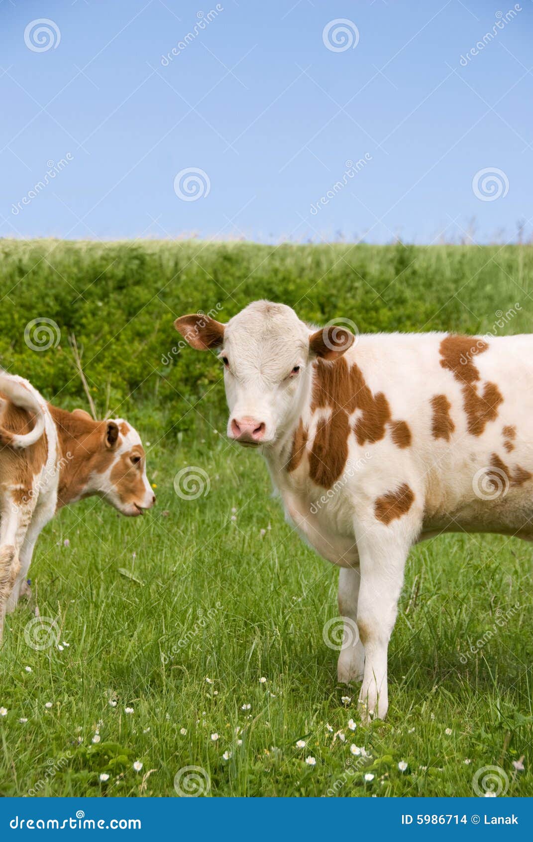 Two cows eating grass stock photo. Image of outdoor, cows - 5986714