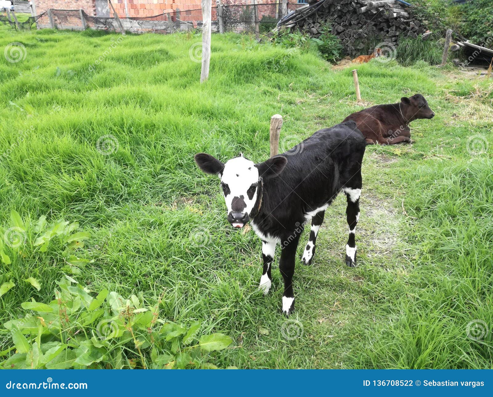 Cows stock photo. Image of baby, farm, cows - 136708522