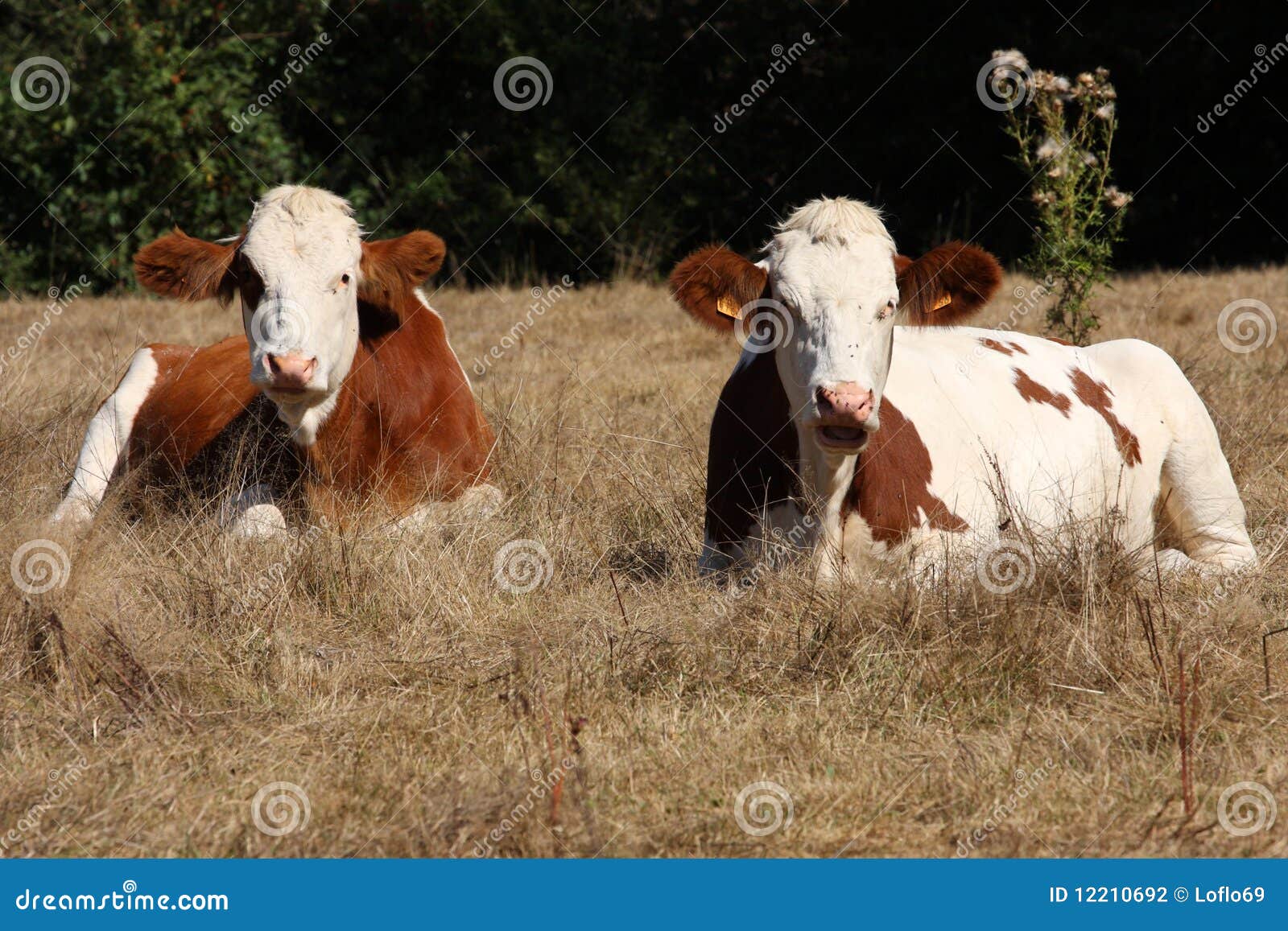 Two cows in a field stock photo. Image of country, together - 12210692