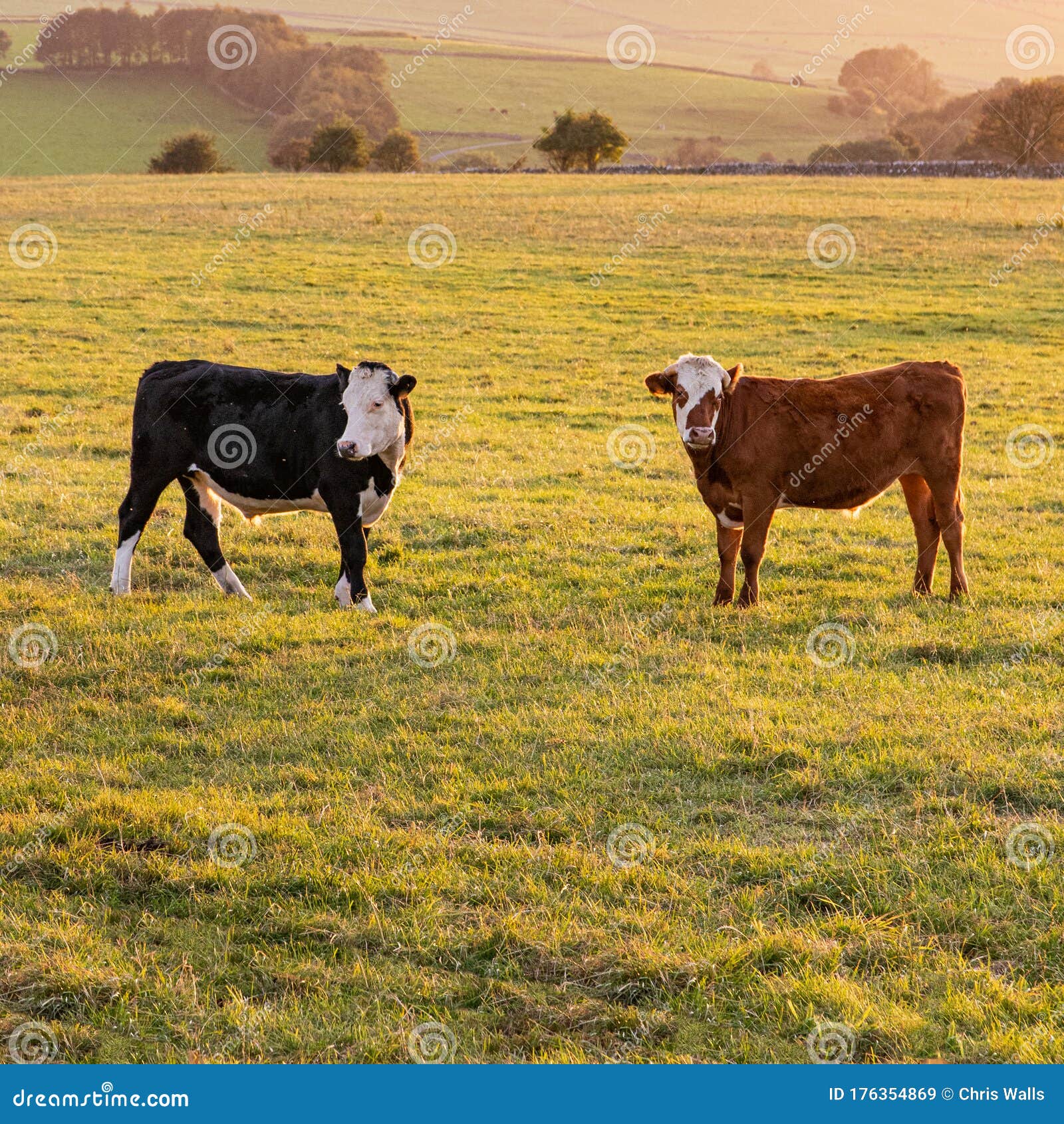 Two cows in a field stock image. Image of farmland, dairy - 176354869