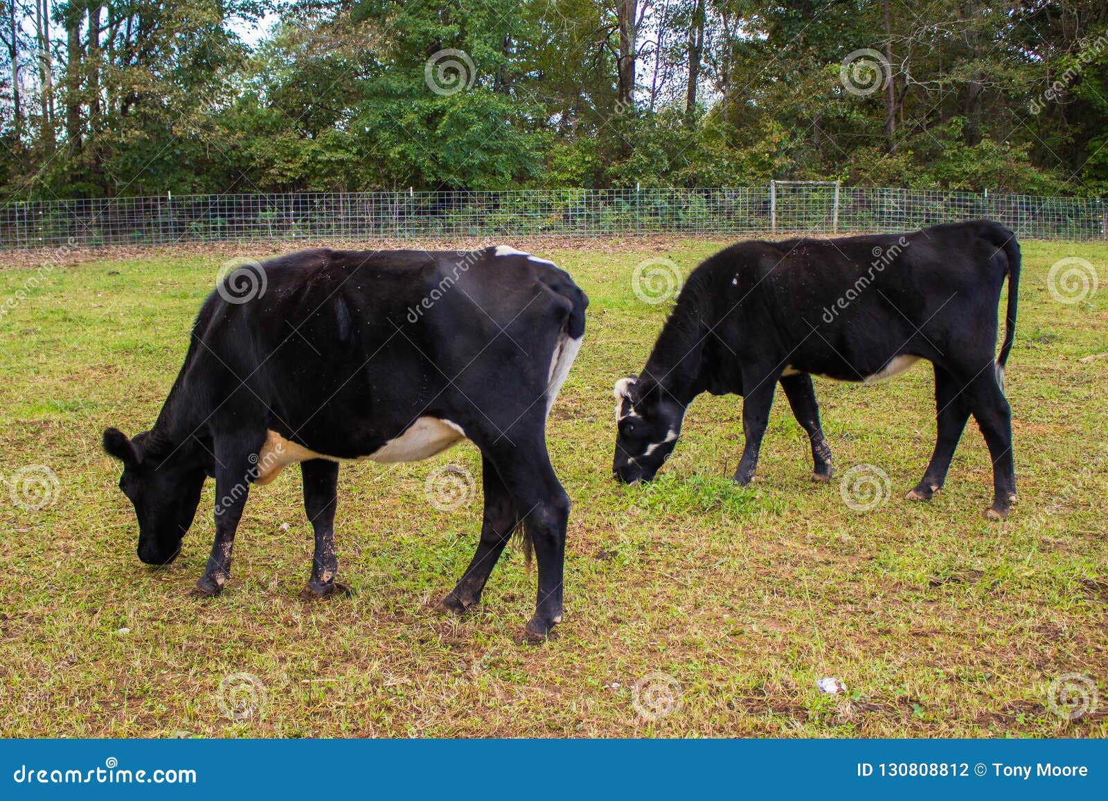 Two Cows in a Field stock photo. Image of field, meadow - 130808812