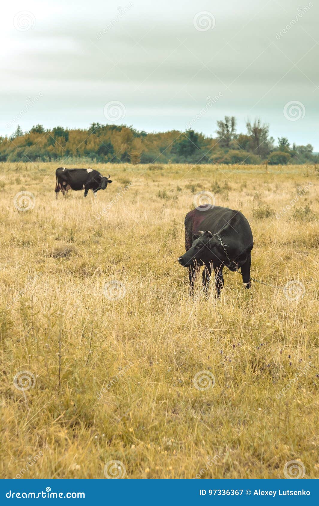 Two cows in the field stock image. Image of farming, landscape - 97336367