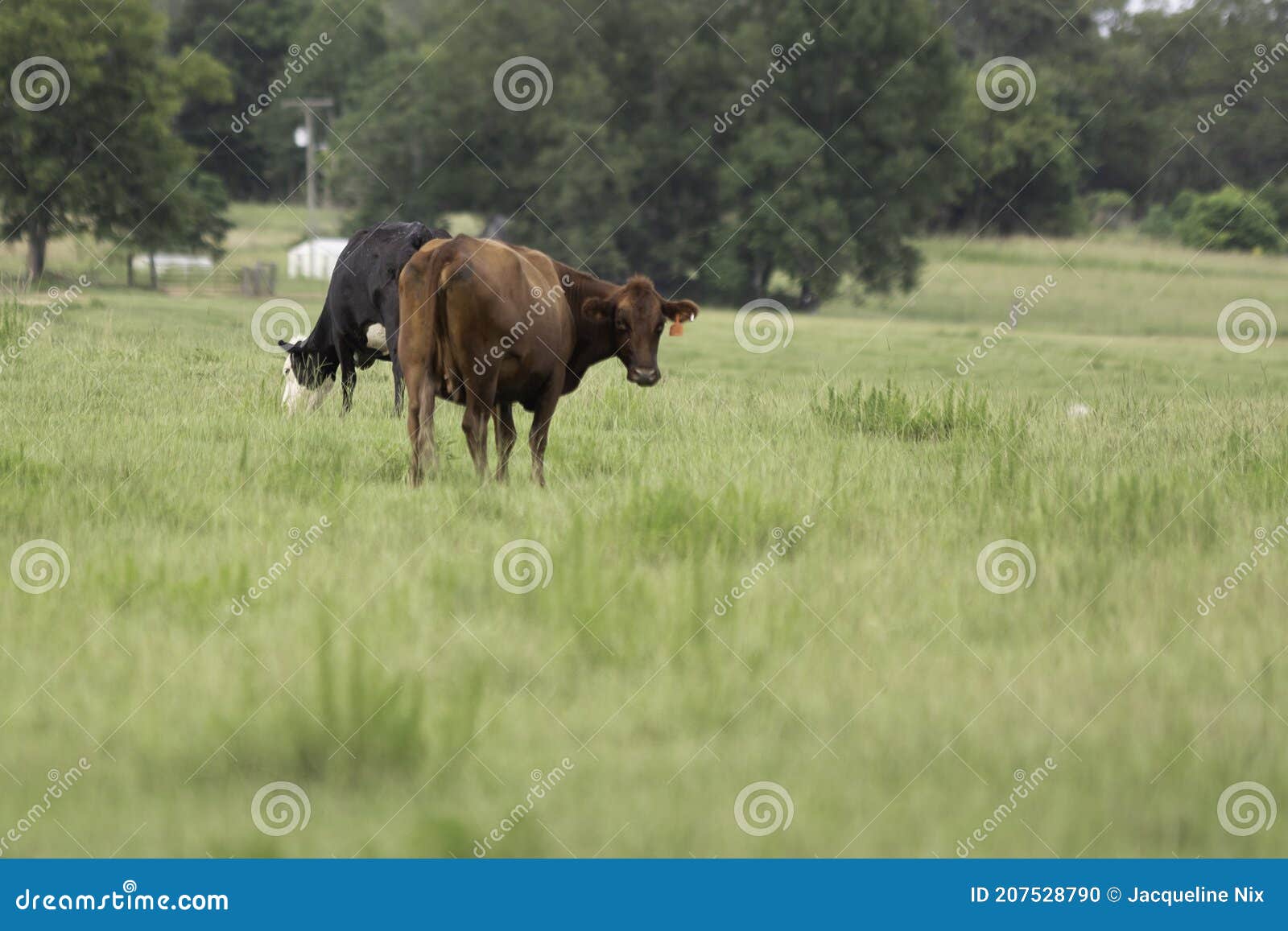 Two Cows in Field with One Looking Back Stock Photo - Image of cattle ...