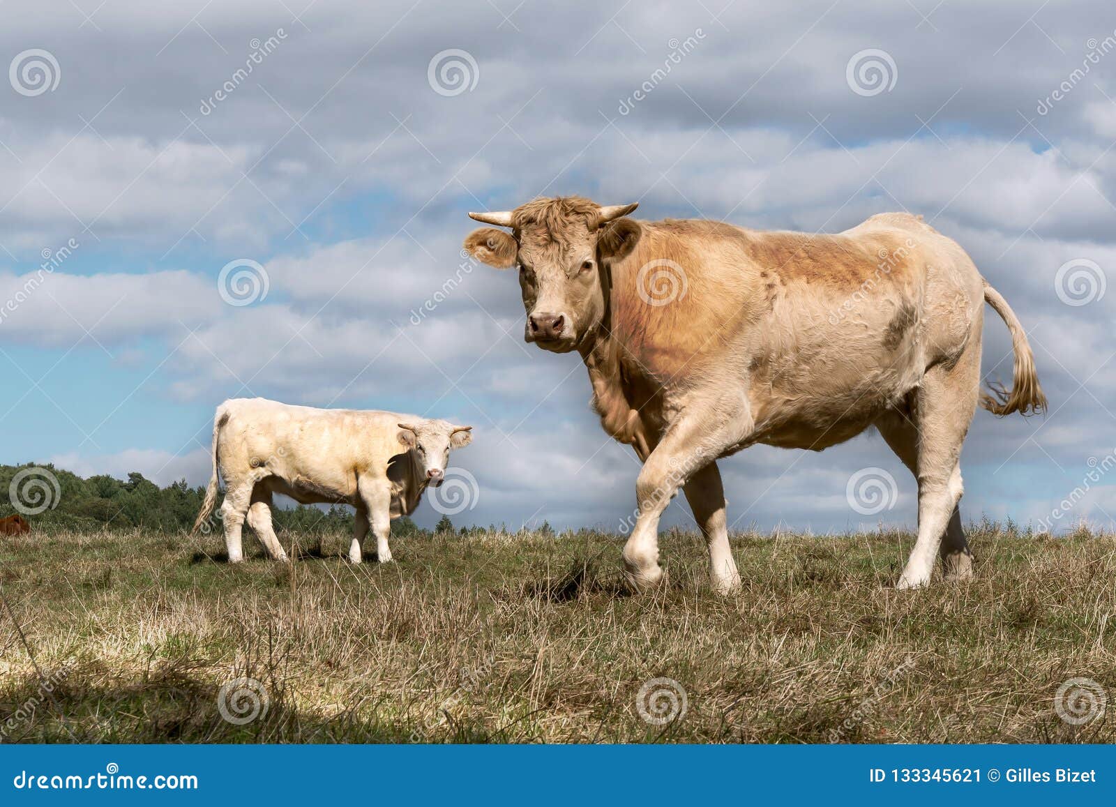 Two cows in a field stock image. Image of environment - 133345621
