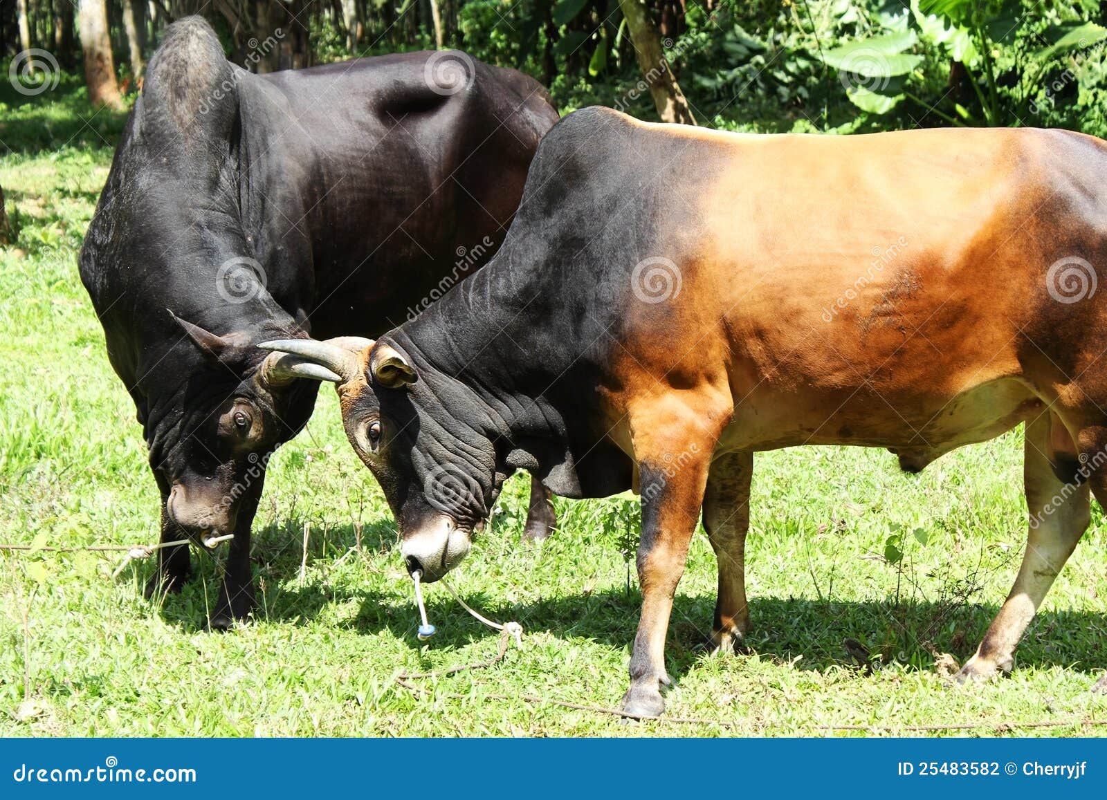 Two cows fighting stock photo. Image of black, field - 25483582