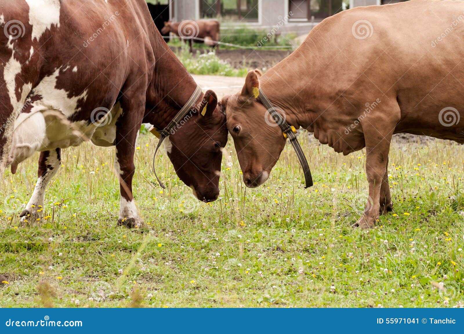 Two Cows Foreheads Touching Each Stock Image - Image of dairy, grass ...