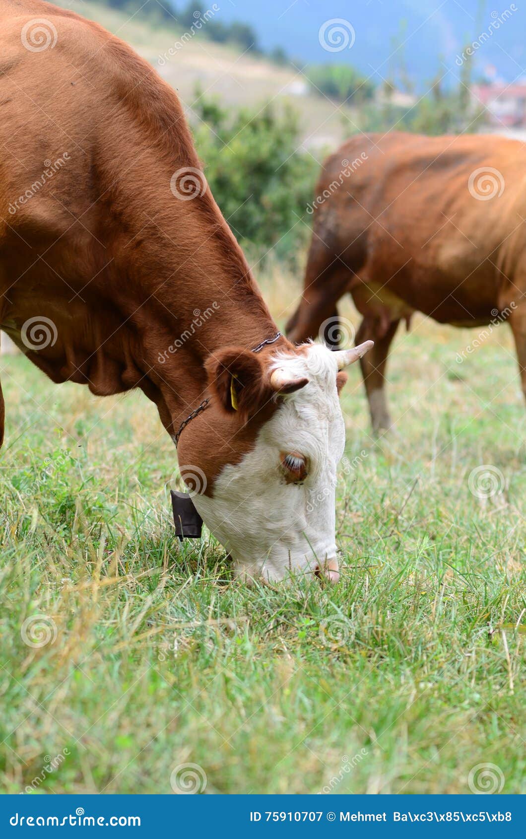 Two Cows Grazing in the Meadow Stock Image - Image of domestic, cheese ...