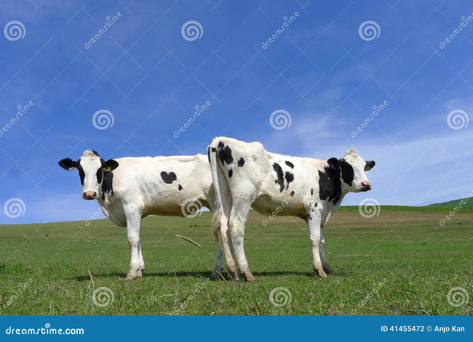 Two cows on grassland stock photo. Image of cool, animal - 41455472