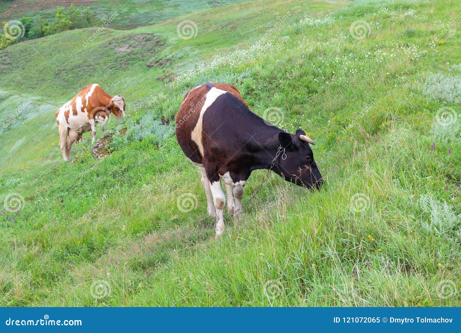 Two Cows Graze on the Lie after the Rain Stock Image - Image of beast ...