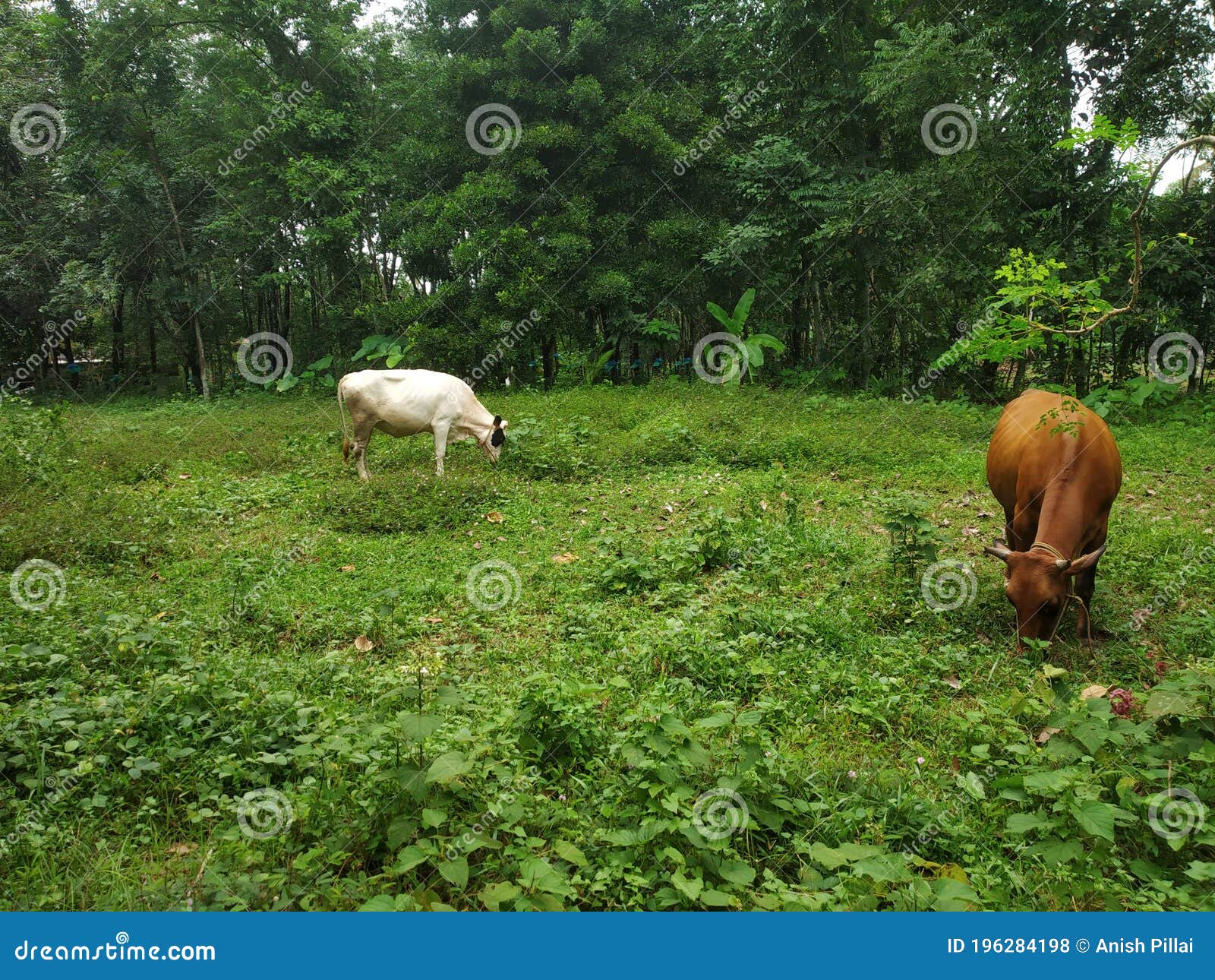 Two cows grazing in forest stock photo. Image of grass - 196284198