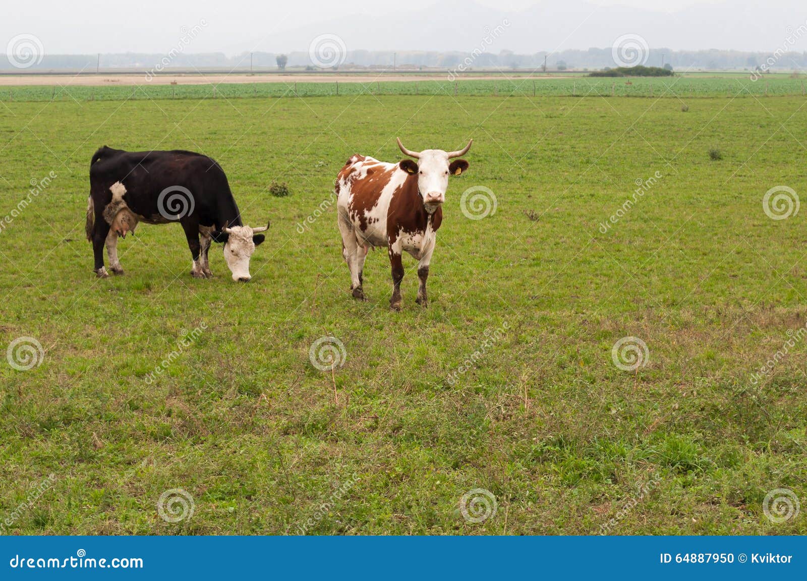 Two Cows Grazing on a Green Meadow Stock Photo - Image of lawn, fauna ...