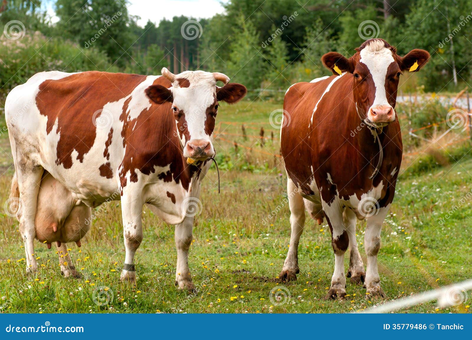 Two cows grazing stock photo. Image of field, grazing - 35779486