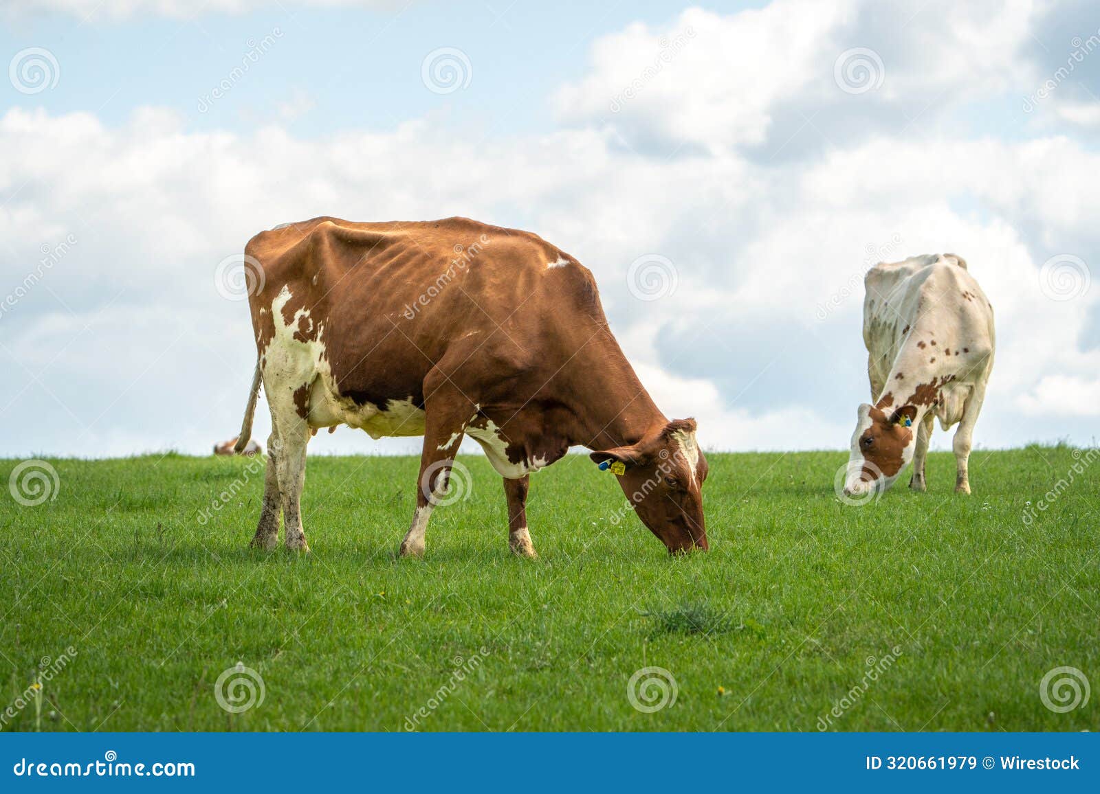 Two Cows Grazing in a Field on a Sunny Day with Clouds Stock Image ...